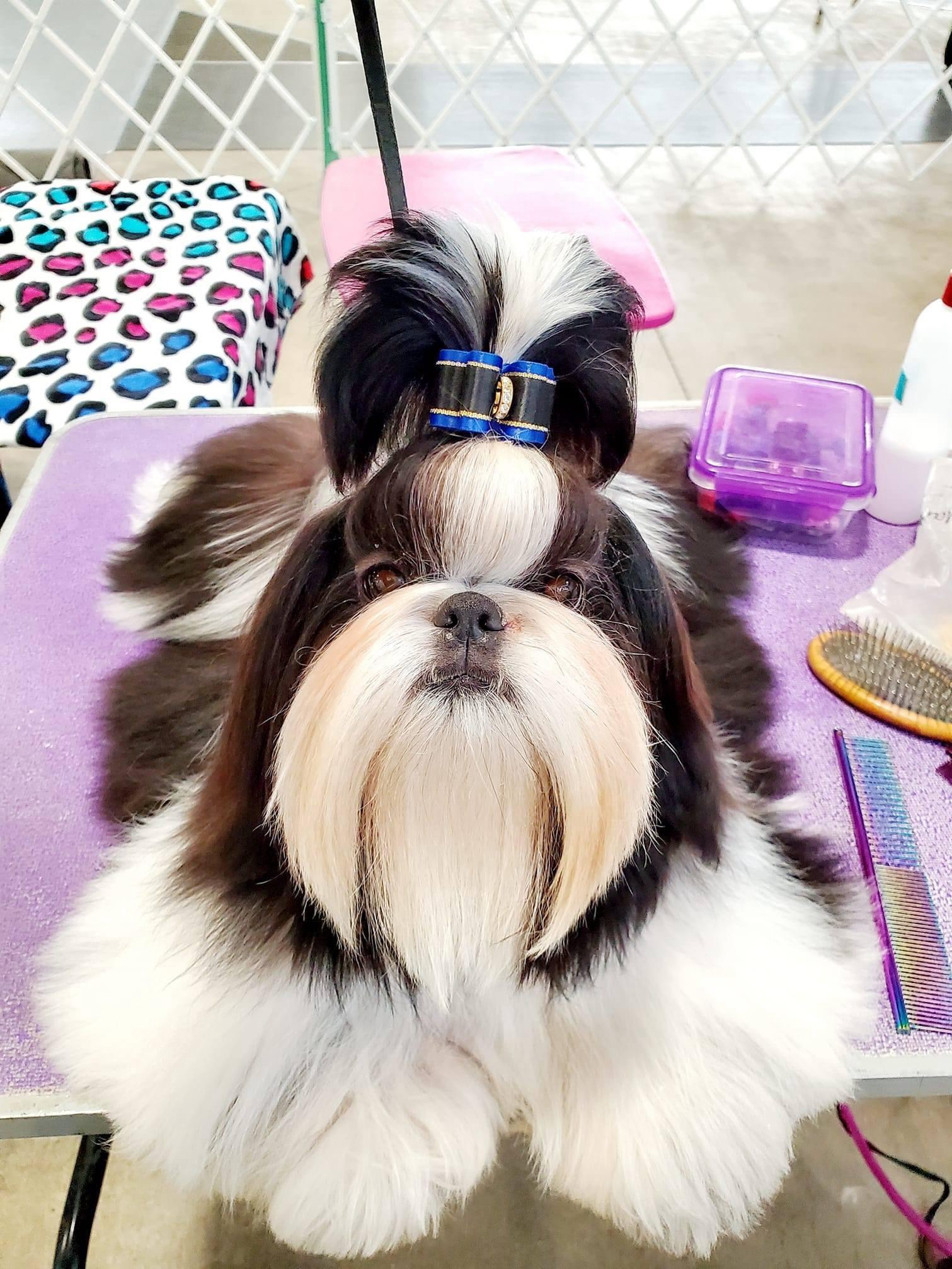 Puppy Parents – Magpie Shih Tzu